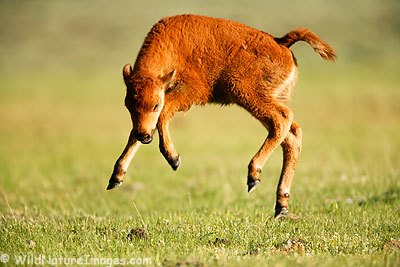 THE WITNESS OF WELL-FED CALVES | Grace for the Race